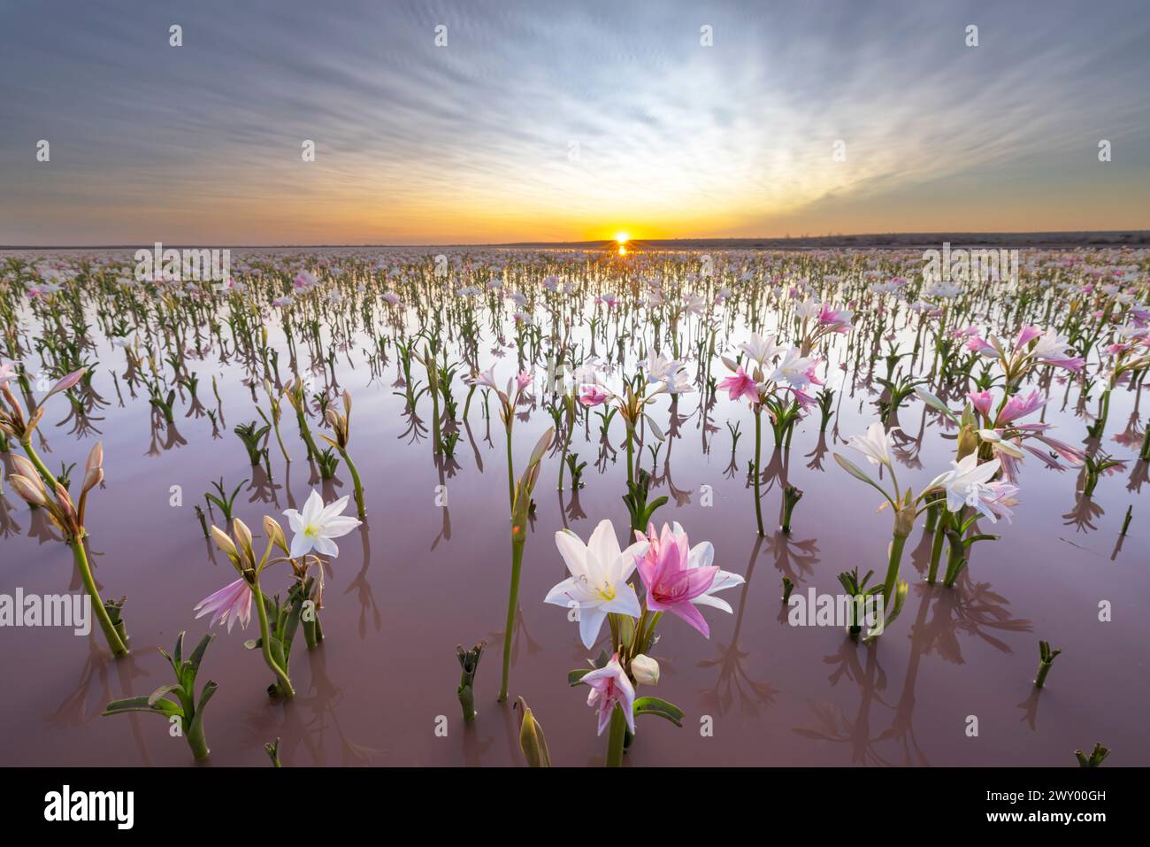 Lilies in water hi-res stock photography and images - Alamy