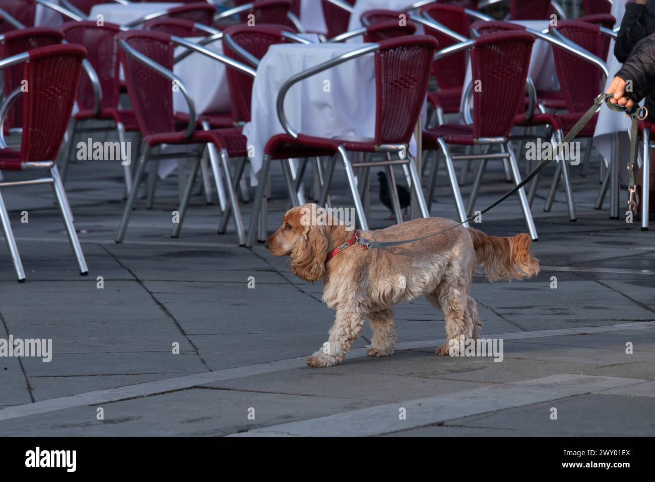 Dog reflex in water hi-res stock photography and images - Alamy