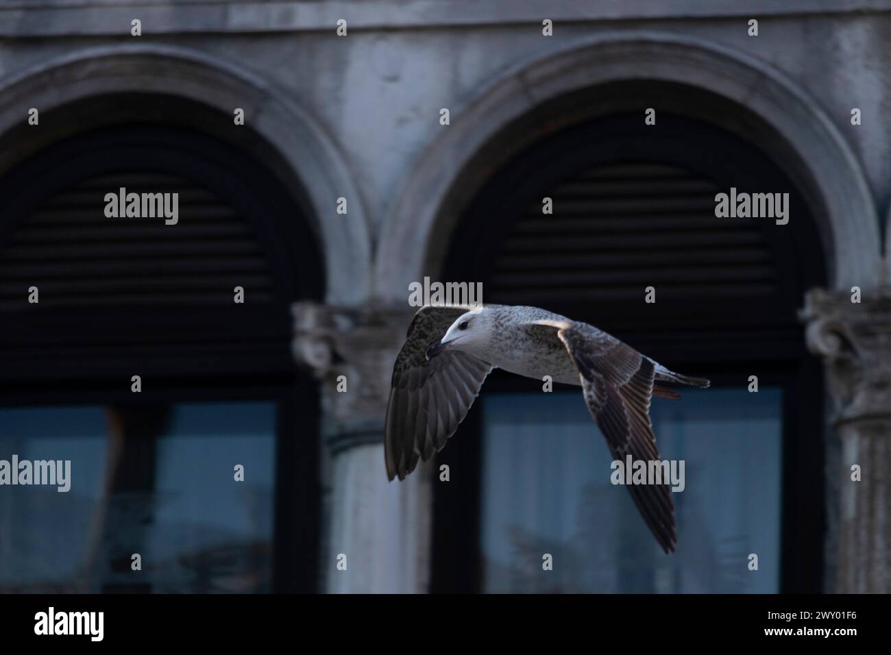 Venice by aymara hi-res stock photography and images - Alamy