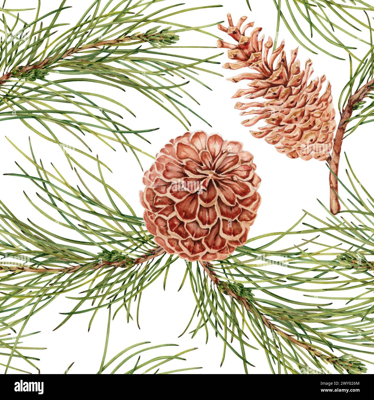 Seamless pattern with hand drawn pine cones on pine tree branches. Watercolor illustration ...