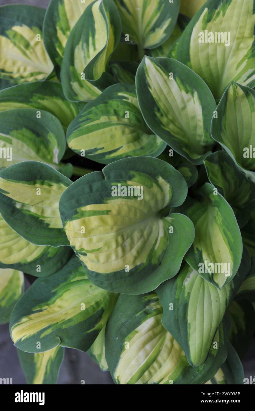 Small-sized variegated creamy white leaved with dark green edge Hosta ...