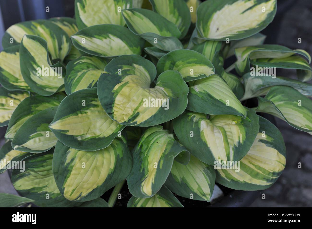 Small-sized variegated creamy white leaved with dark green edge Hosta ...