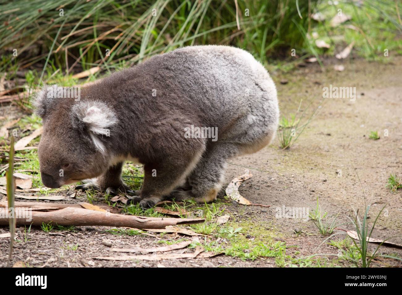 the Koala has a large round head, big furry ears and big black nose ...