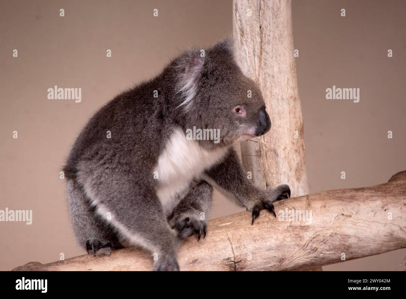 the Koala has a large round head, big furry ears and big black nose ...