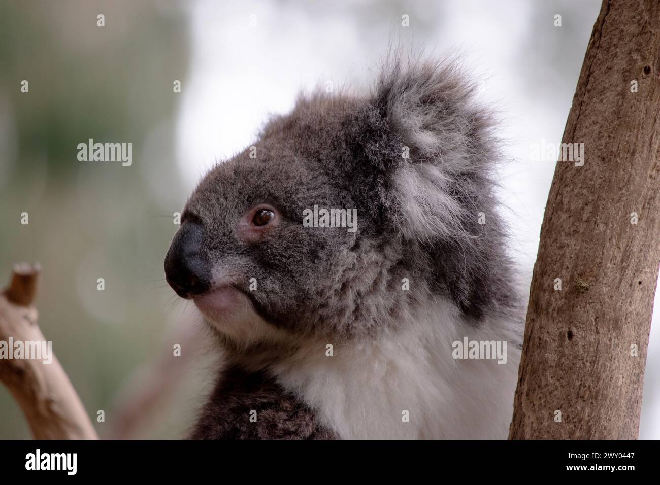 the Koala has a large round head, big furry ears and big black nose ...