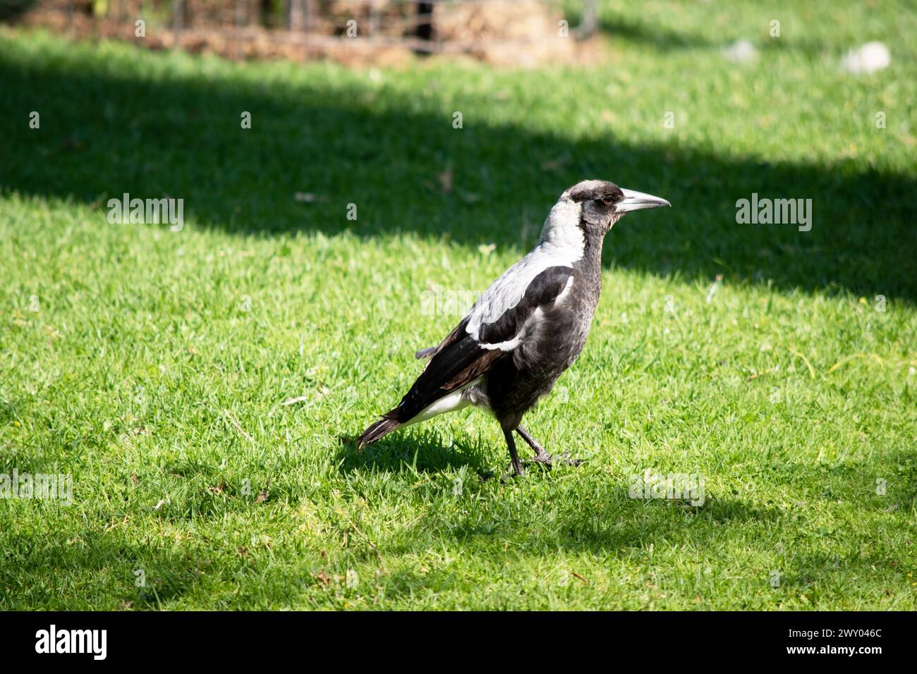 The magpie is a distinctive looking bird, with glossy black and ...