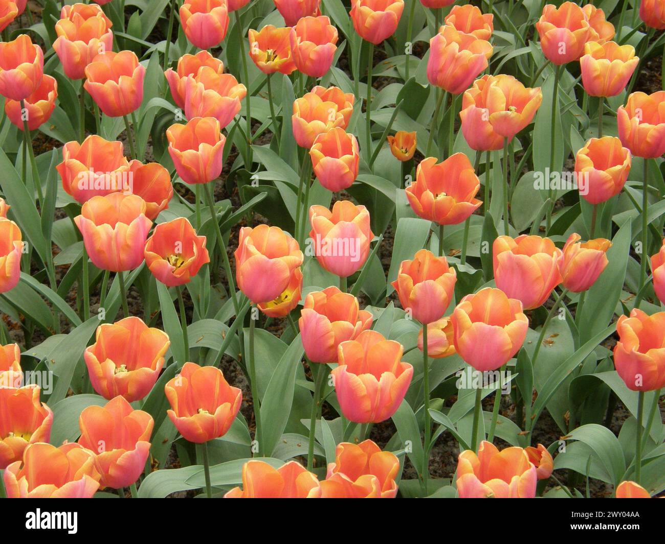Orange and pink Triumph tulips (Tulipa) Jimmy bloom in a garden in ...