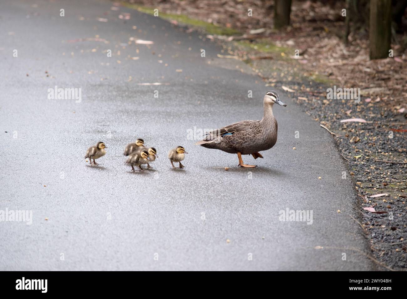 Grey ducklings hi-res stock photography and images - Alamy