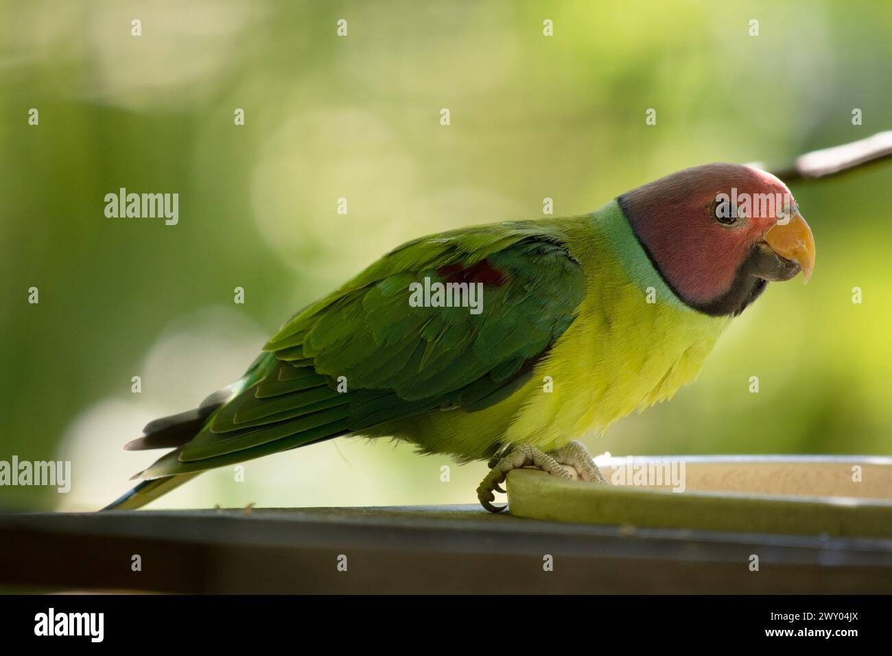 The plum-headed parakeet is a mainly green parrot. The male has a red ...