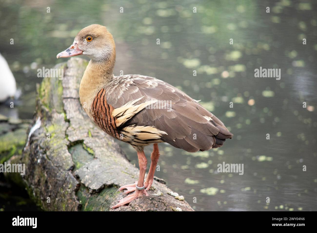 The plumed whistling duck's face and fore-neck are light, the crown and ...