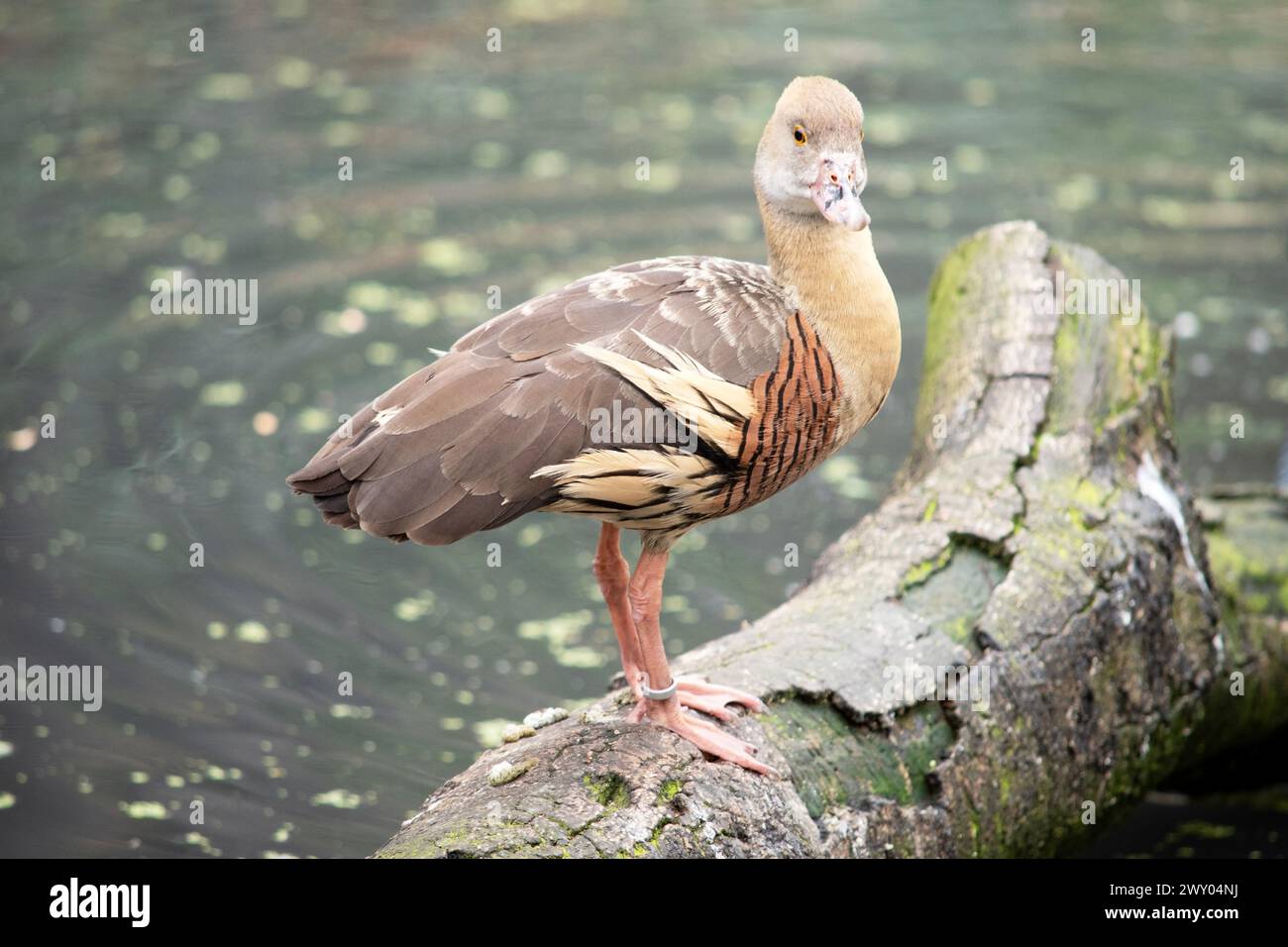 The plumed whistling duck's face and fore-neck are light, the crown and ...