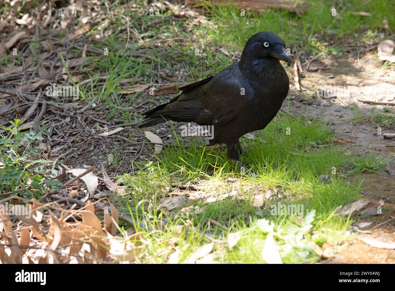 The Australian raven is an all black-bird with a black beak, mouth and ...