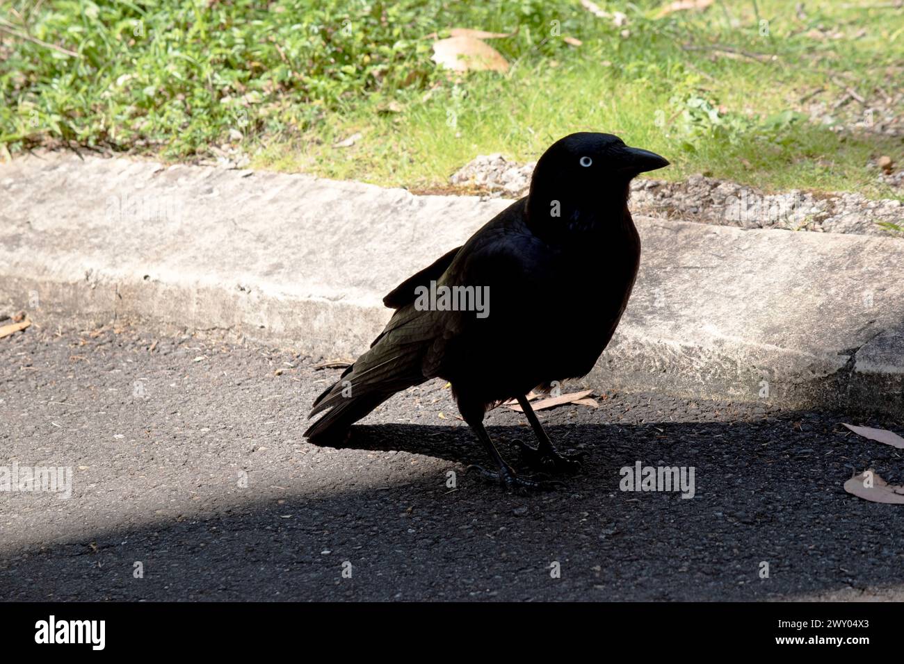 The Australian raven is an all black-bird with a black beak, mouth and ...