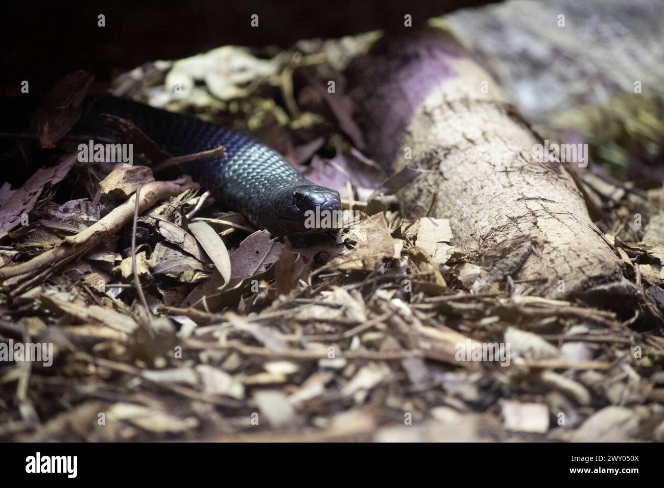 the red bellied black snake is poisonous and can kill humans Stock ...