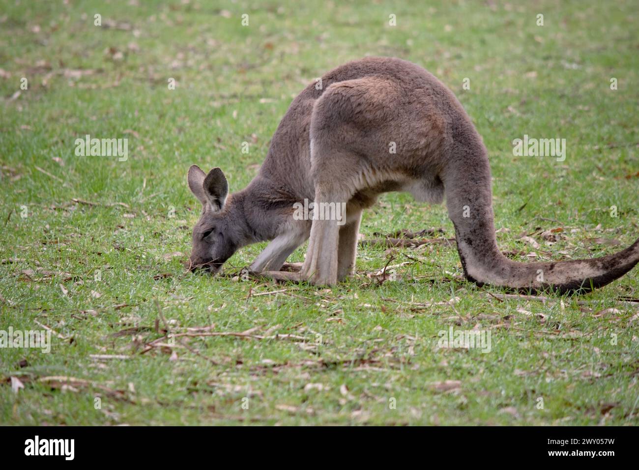 this is a side view of a red kangaroo Stock Photo - Alamy