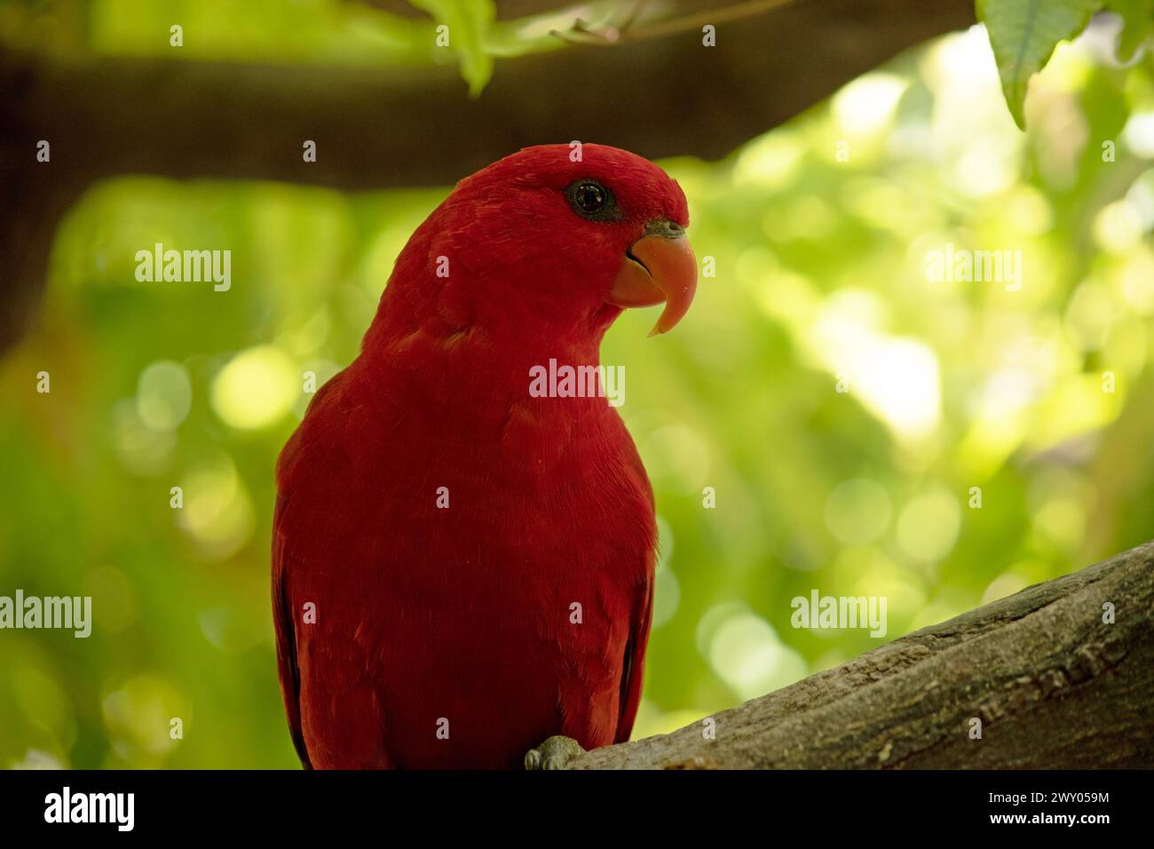 the red lory is mostly red and all the plumage of the upper body is red ...
