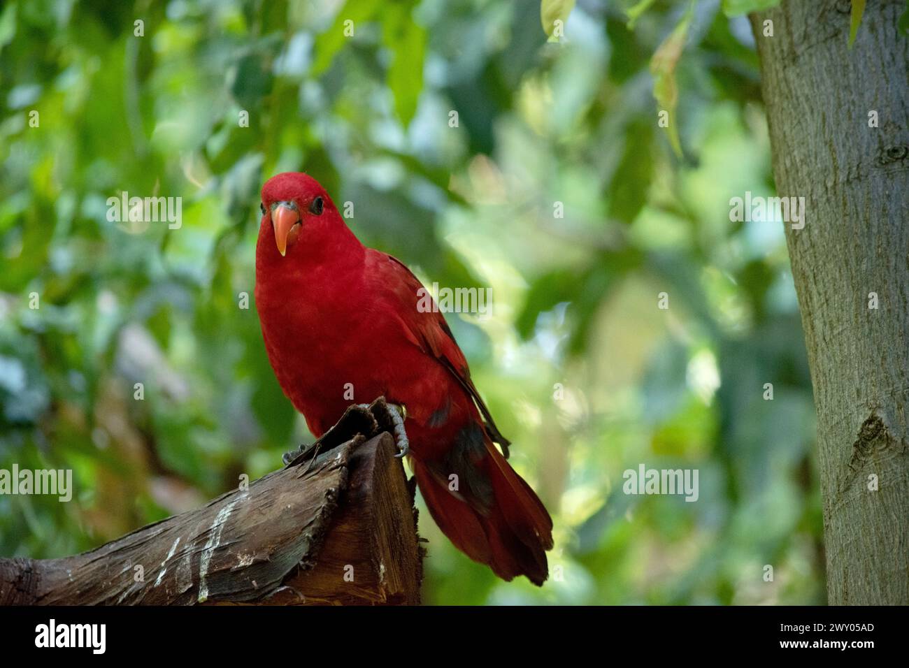 the red lory is mostly red and all the plumage of the upper body is red ...