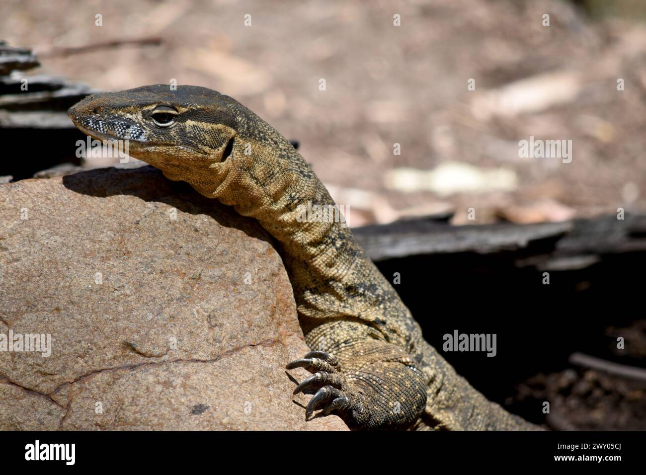 Long tongues hi-res stock photography and images - Alamy