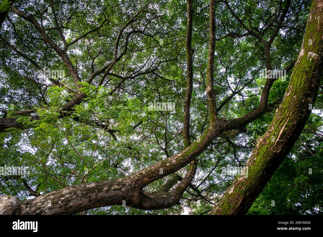 Monkey pod tree hi-res stock photography and images - Alamy