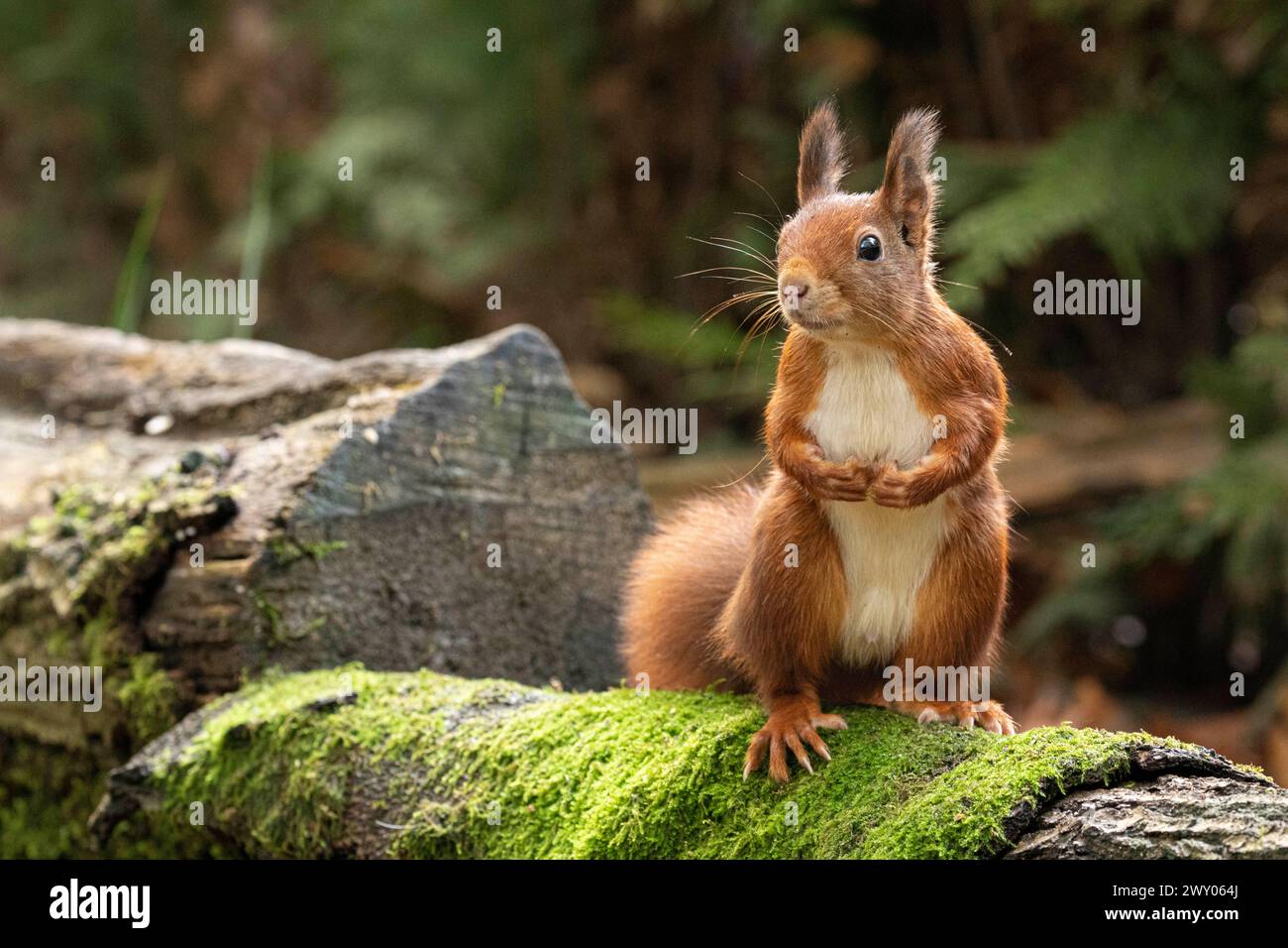 A squirrel peacefully sitting on a tree branch with moss Stock Photo ...