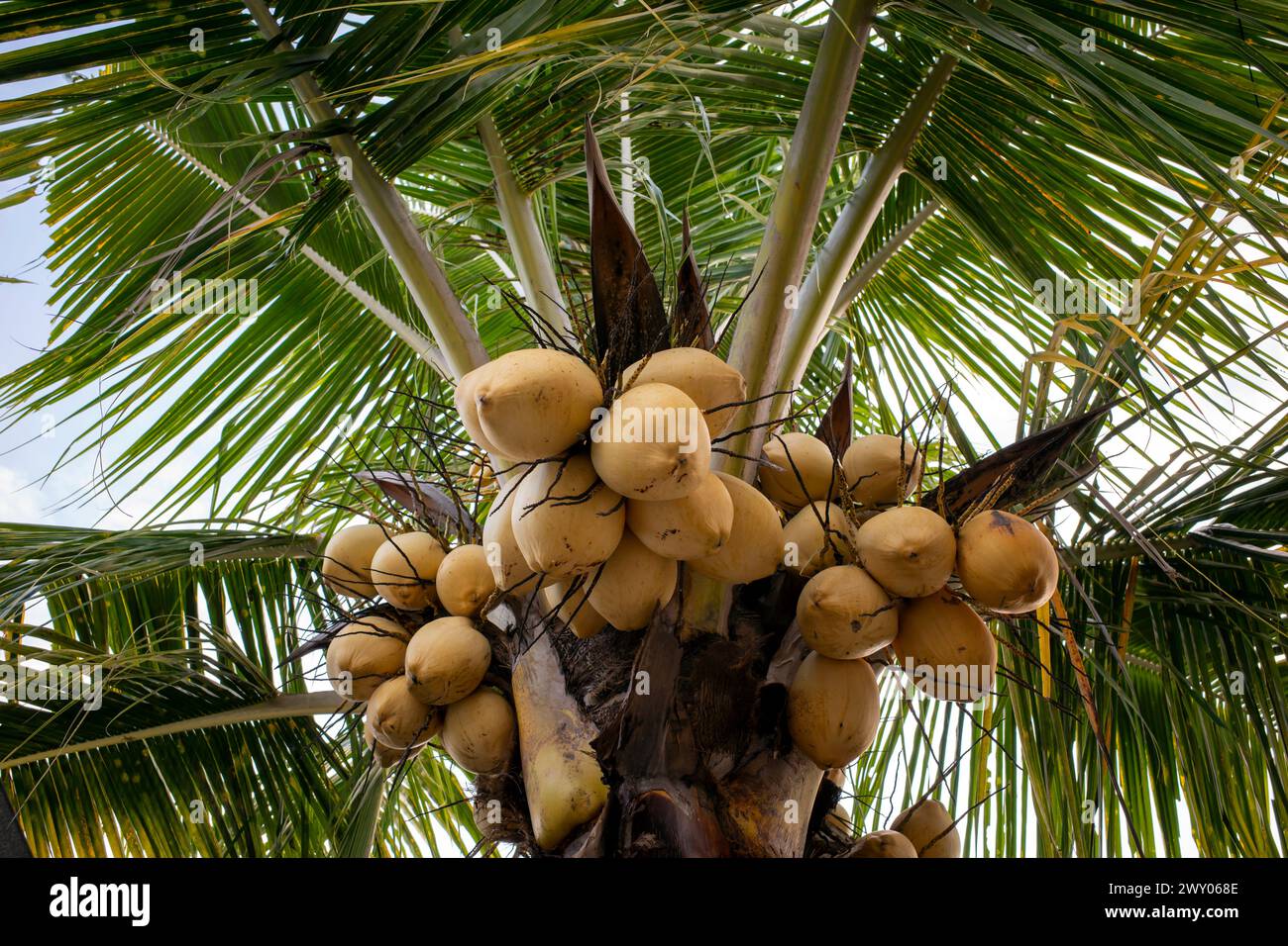 Fresh yellow coconuts hanging on its palm tree Stock Photo - Alamy