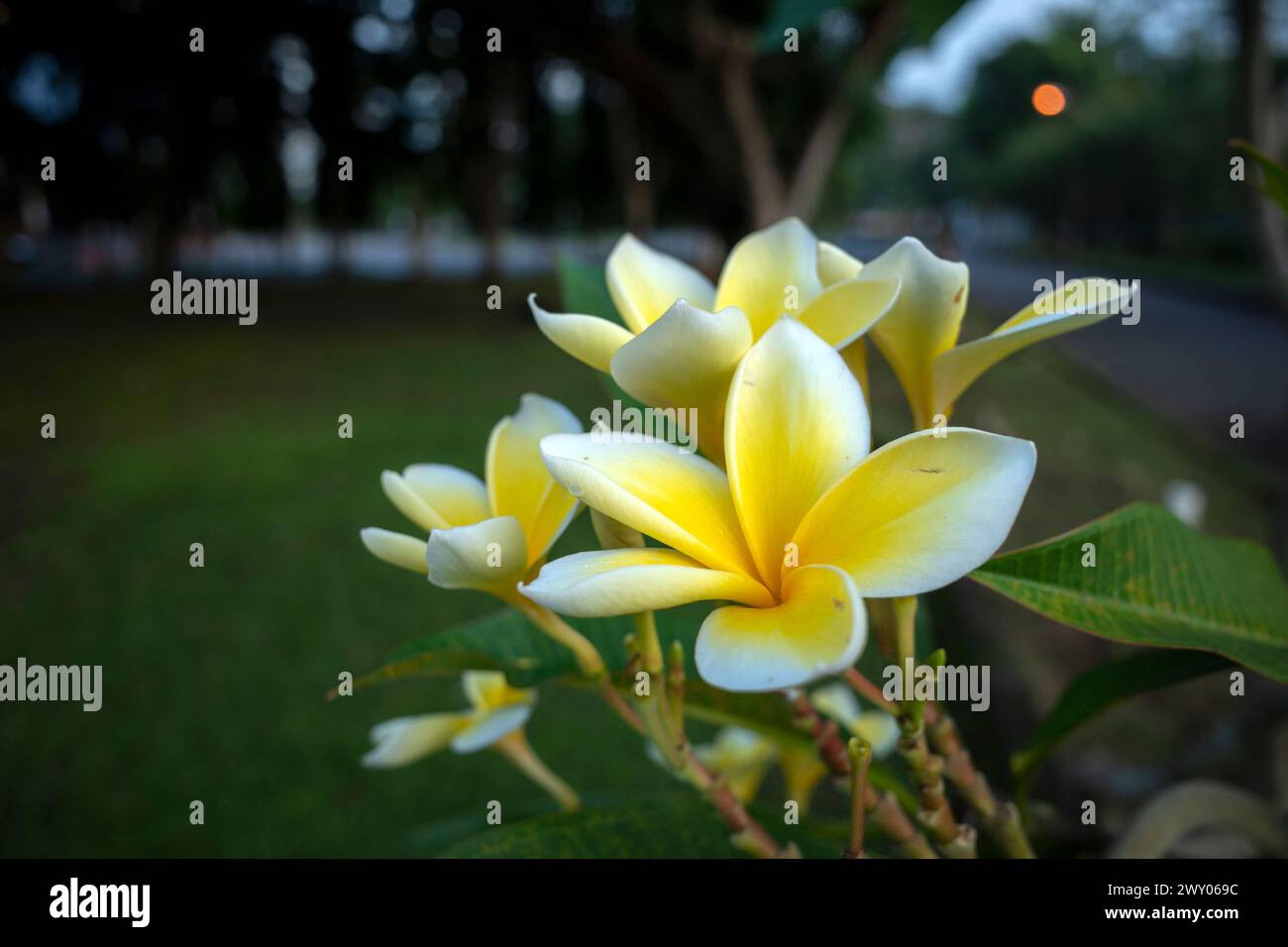 Kamboja flower (Plumeria), a genus of flowering plants in the family ...