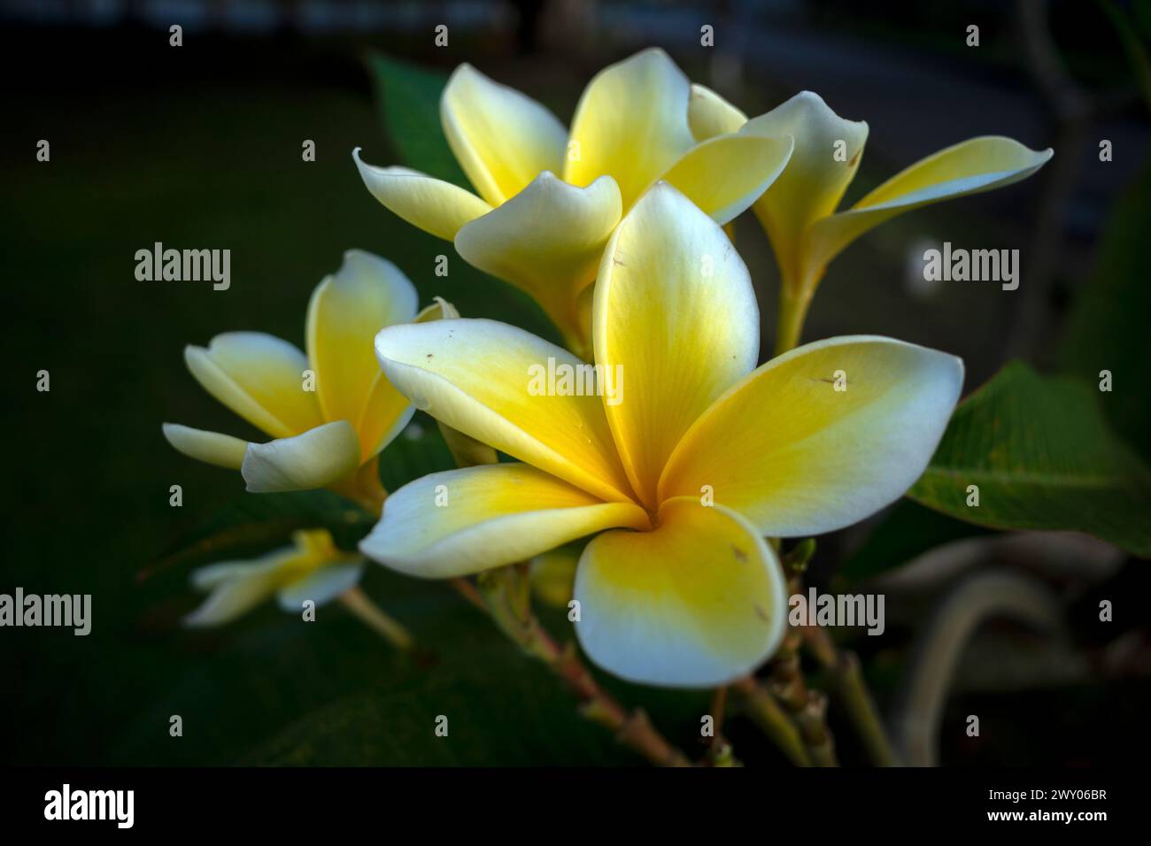 Kamboja flower (Plumeria), a genus of flowering plants in the family ...