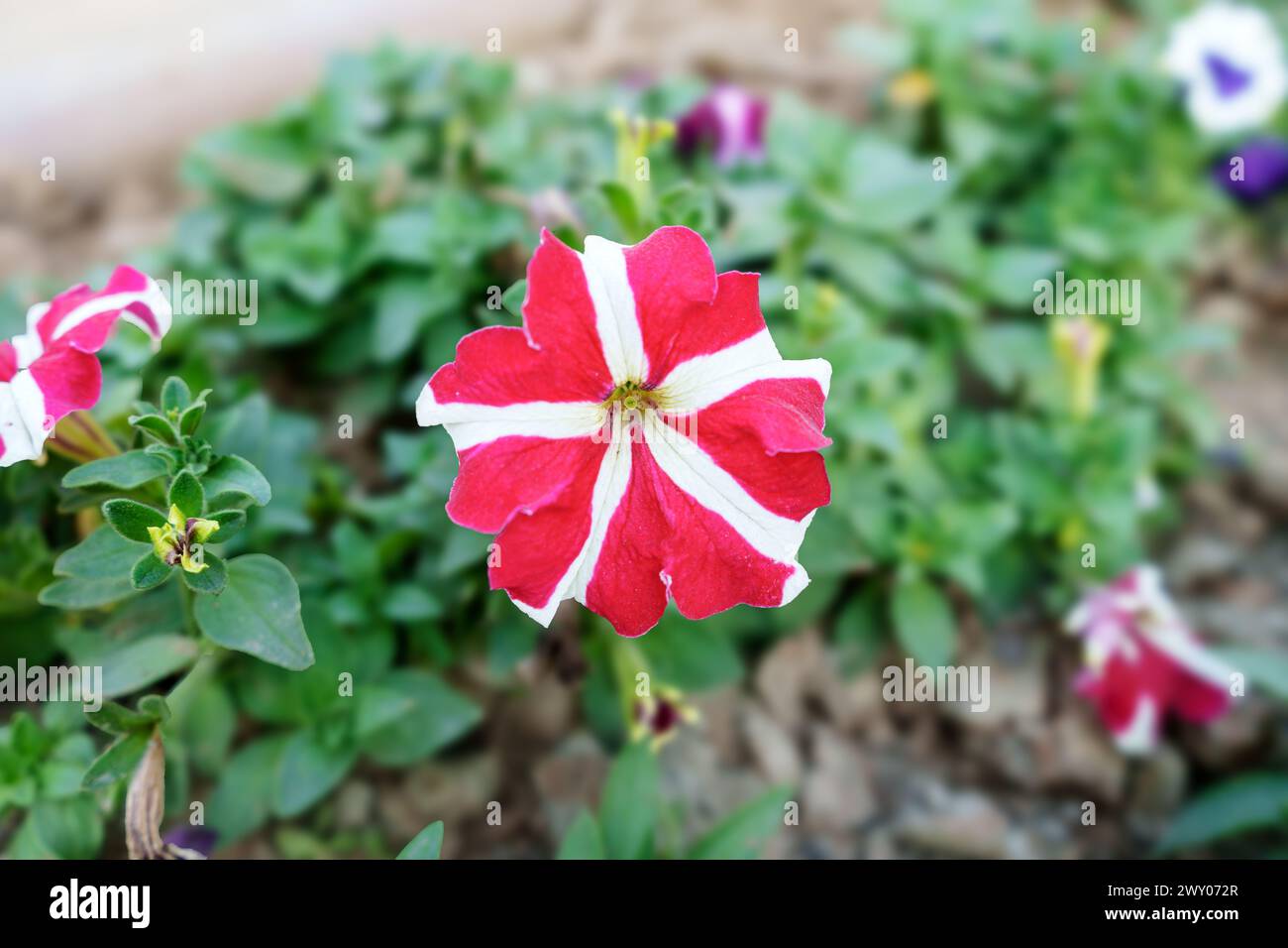 Petunia × atkinsiana (synonym: Petunia × hybrida) is a Petunia plant ...