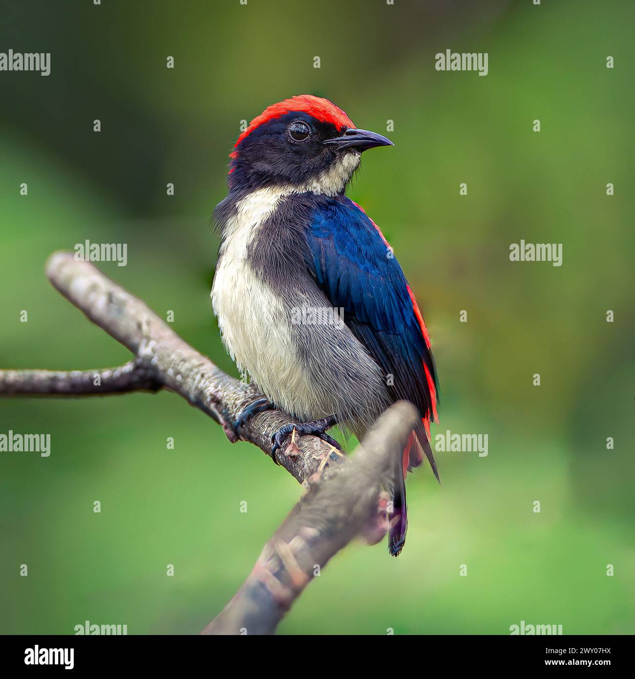 The scarlet-backed flowerpecker is a species of passerine bird in the ...