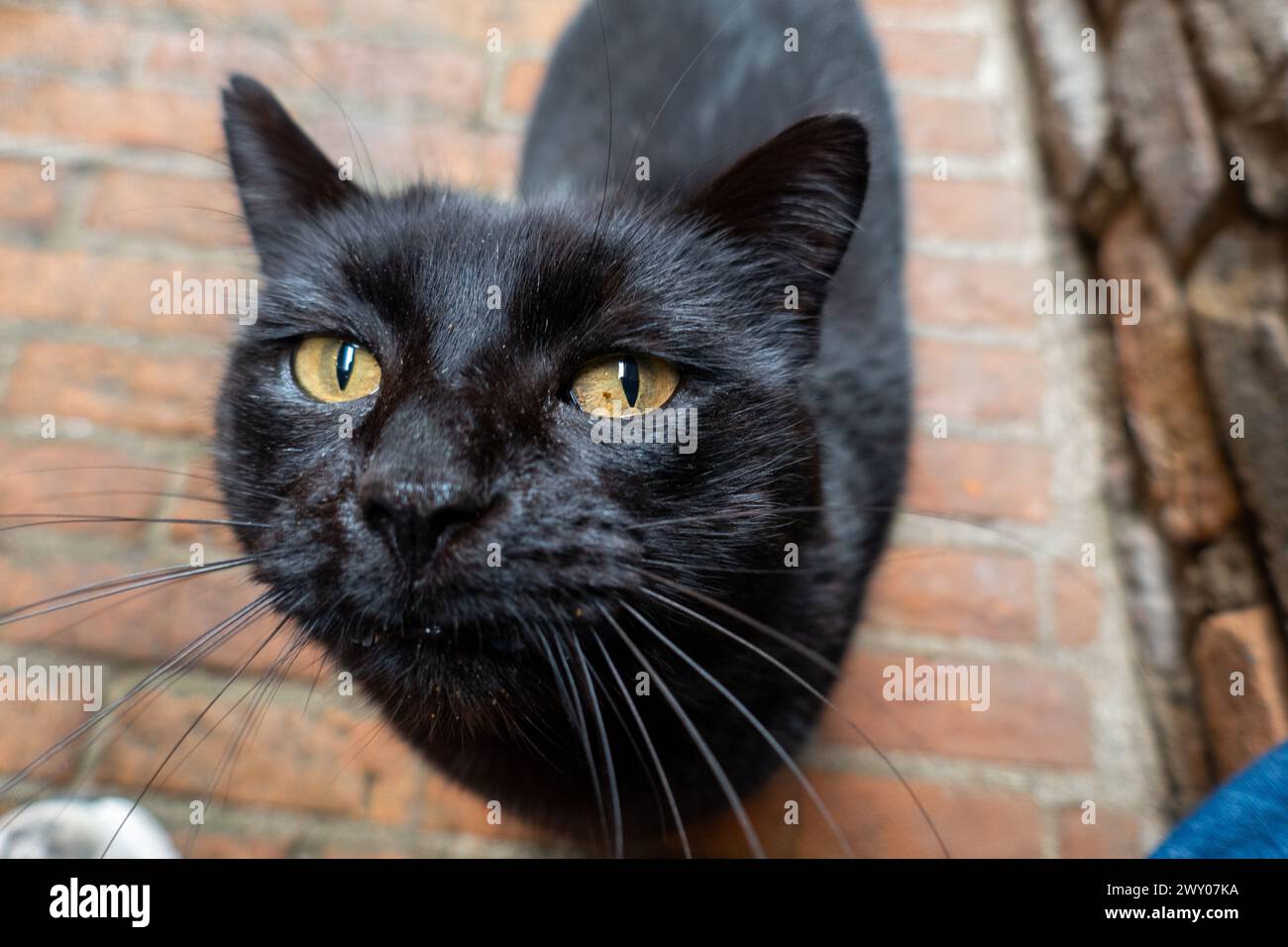 Stray cat staring camera hi-res stock photography and images - Alamy