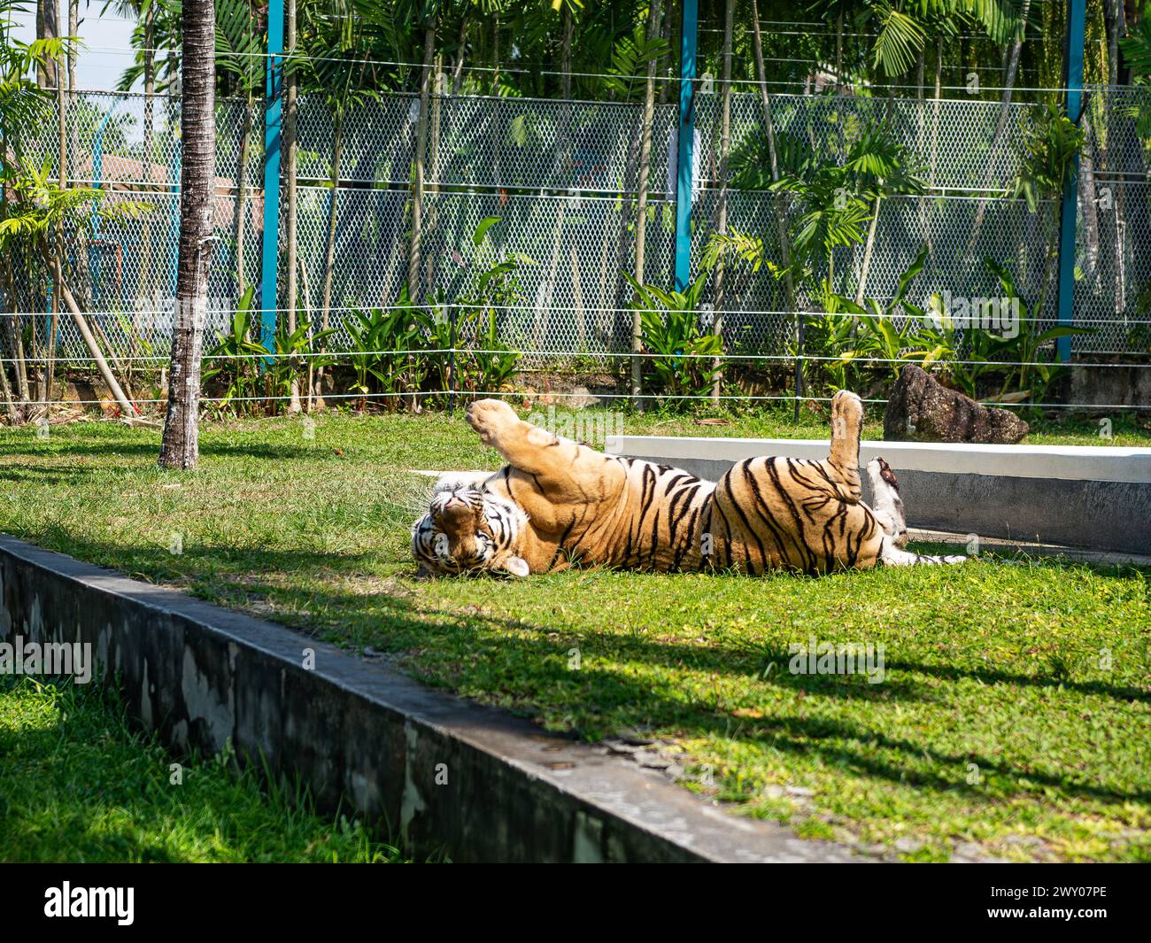 Tiger kingdom thailand phuket hi-res stock photography and images - Alamy