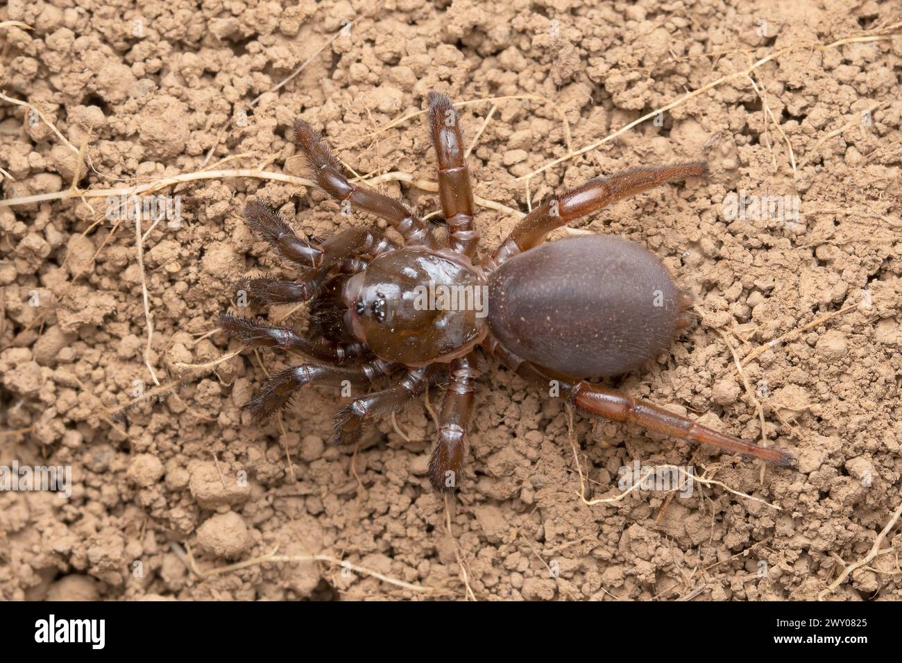 The trapdoor spider, Idiopis bomayensis, captured in an aggressive pose ...