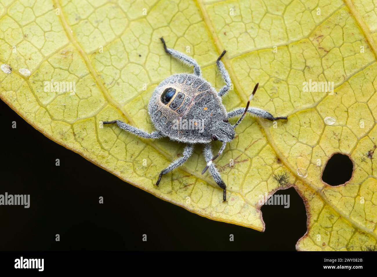 A close-up of a baby Erthesina acuminata, known as stink bug, on a green leaf in Pune, India ...