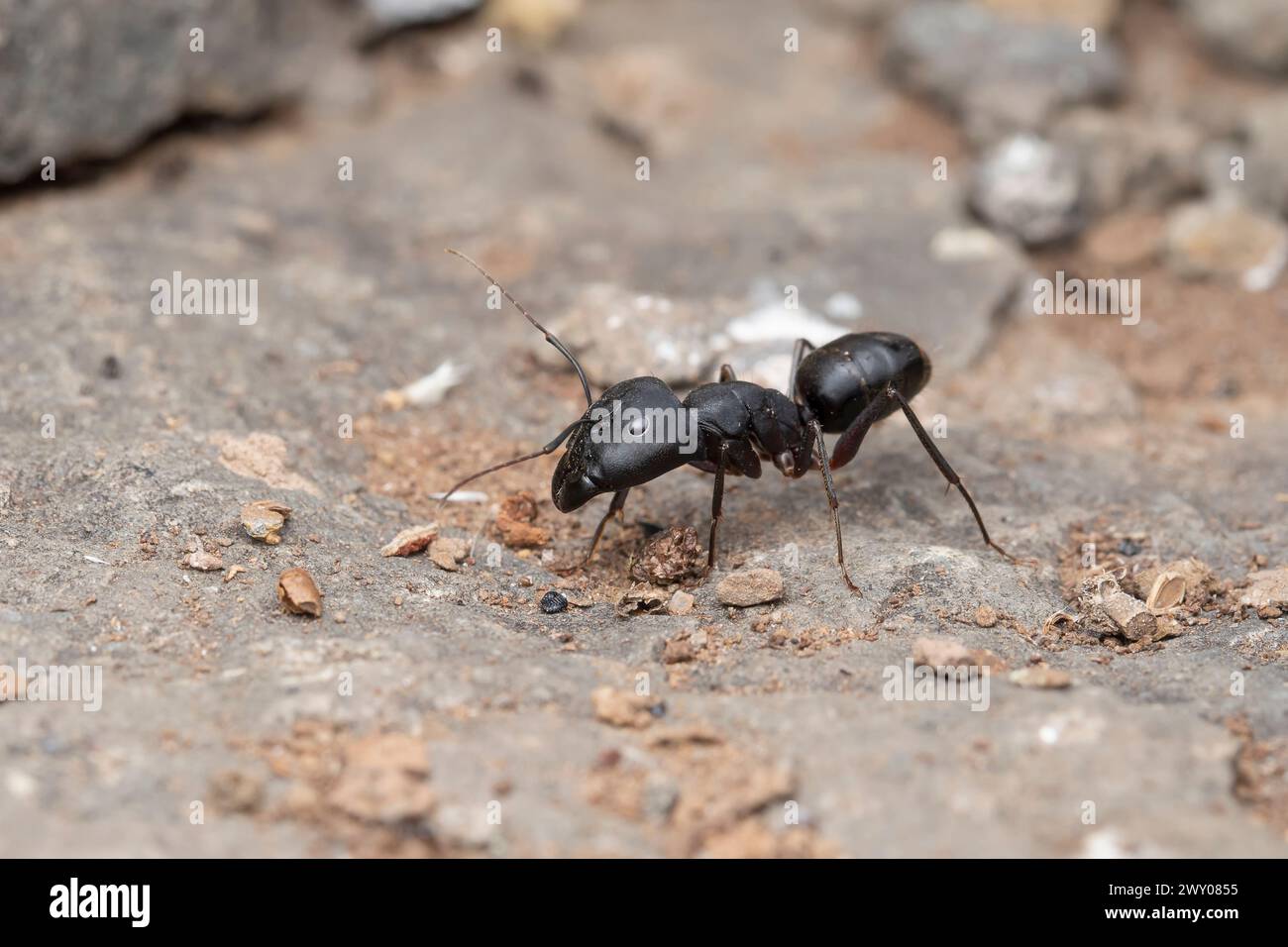 Close-up of a solitary Camponotus compressus, a large black ant ...