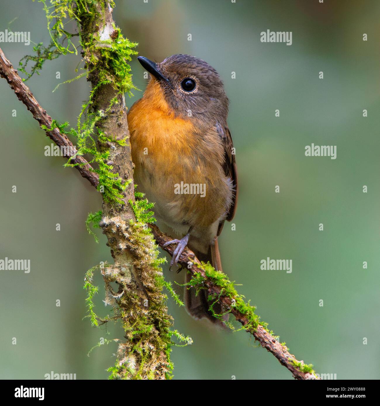 The hill blue flycatcher (Cyornis whitei) is a species of bird in the ...