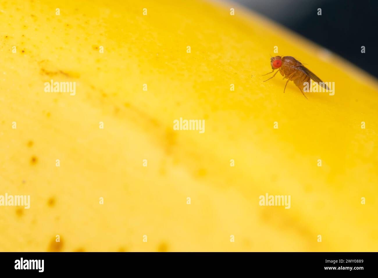Macro photography of a common fruit fly, Drosophila melanogaster, on a ...