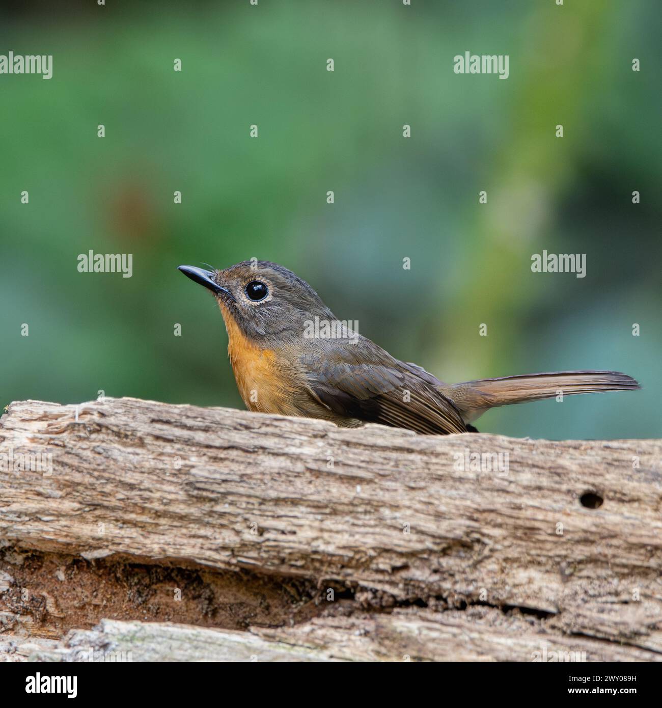 The hill blue flycatcher (Cyornis whitei) is a species of bird in the ...