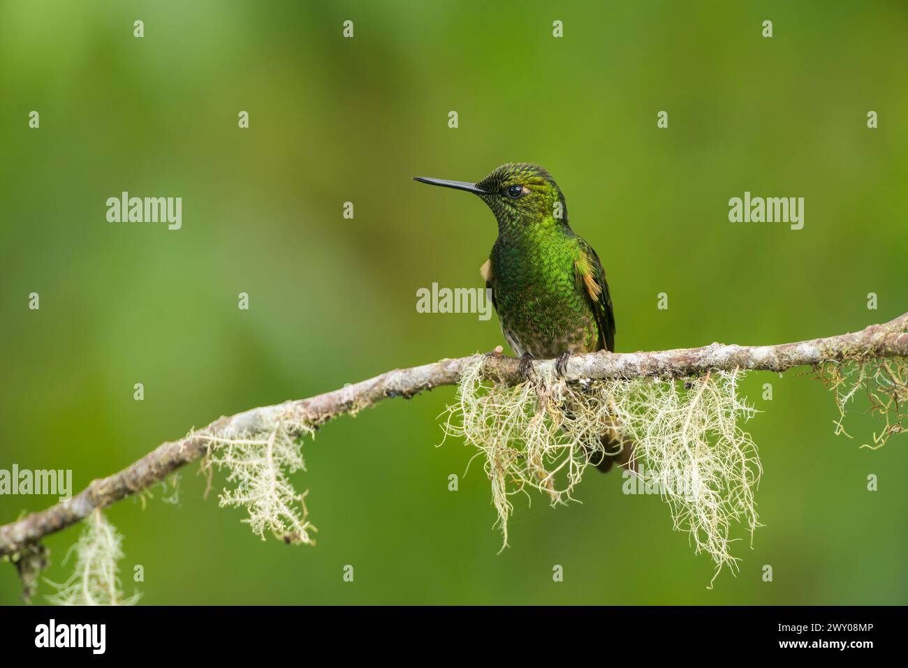 Buff-tailed Coronet (Boissonneaua flavescens) at the Bellavista reserve ...