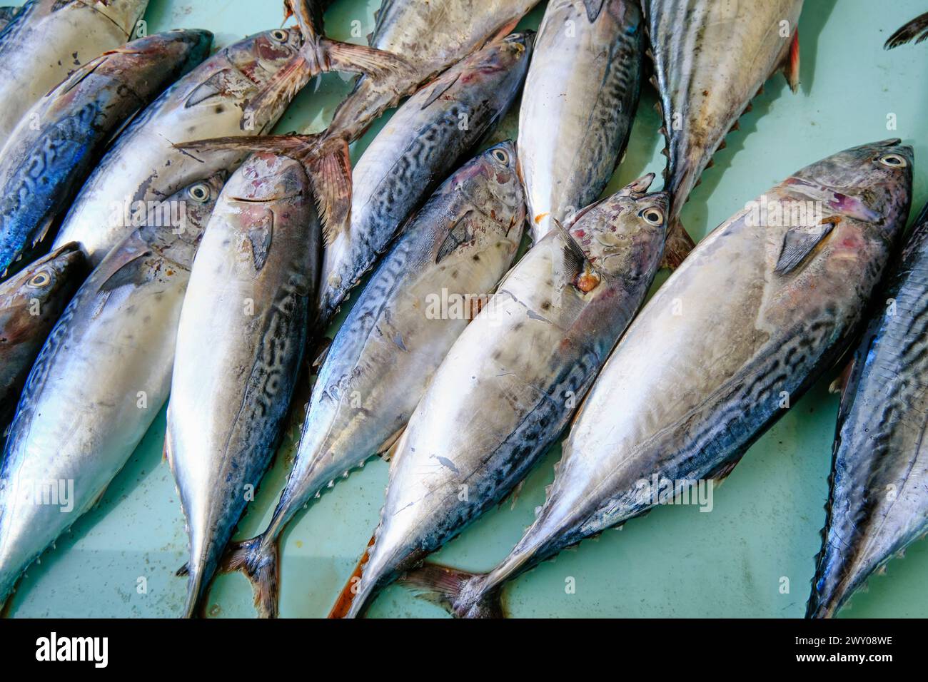 Tuna fish at the Fish market (Marché aux Poissons). Old Port (Vieux ...