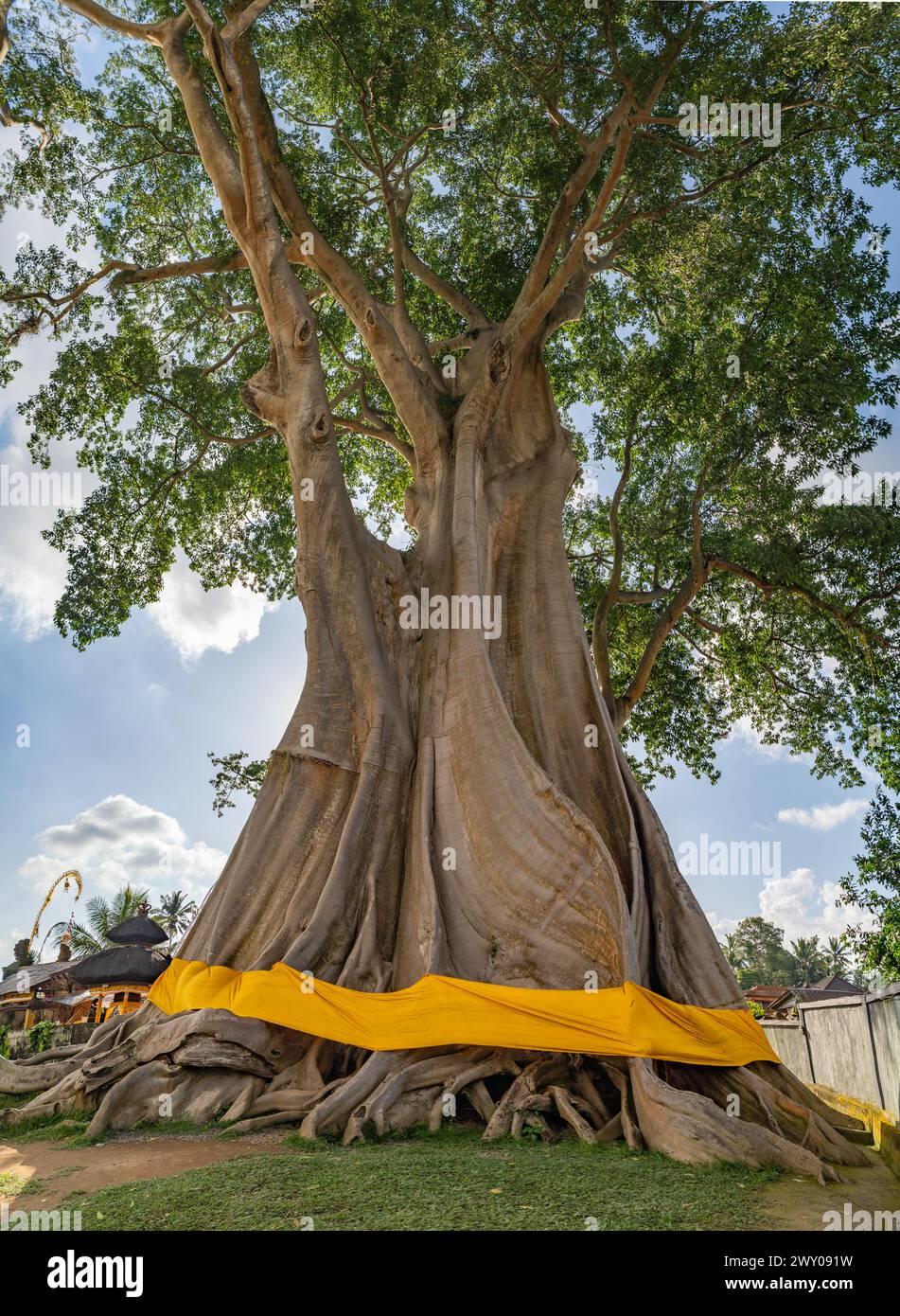 Bayan Ancient Tree or Kayu Putih Giant Tree In Bali, Indonesia Stock ...
