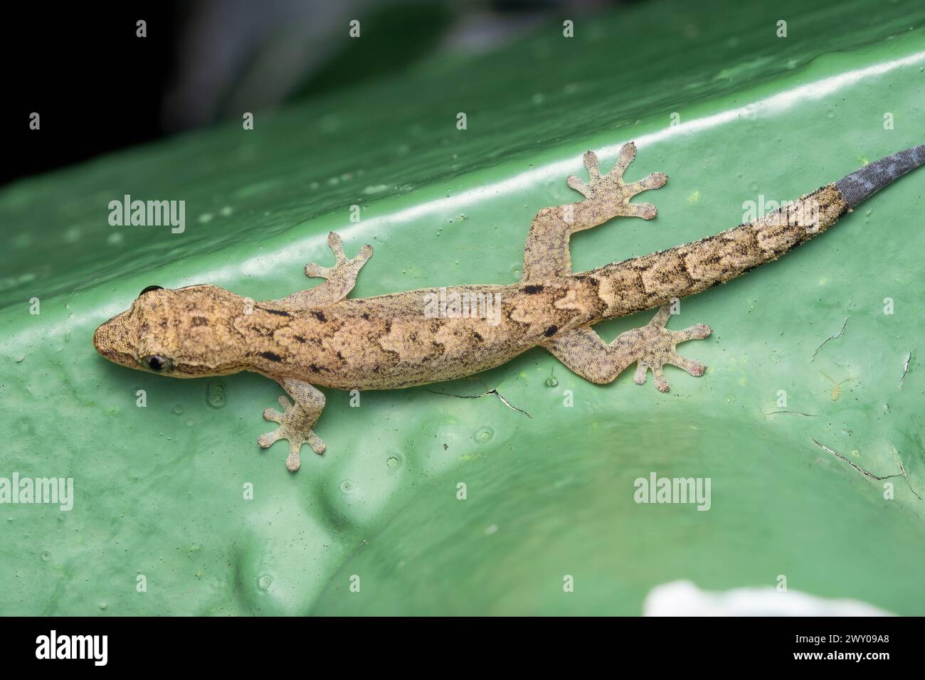 Dorsal view of a Mediterranean house gecko on a green leaf, showcasing ...