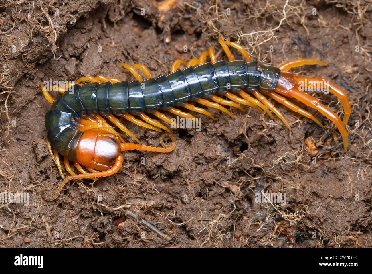 Scolopendra species hi-res stock photography and images - Alamy