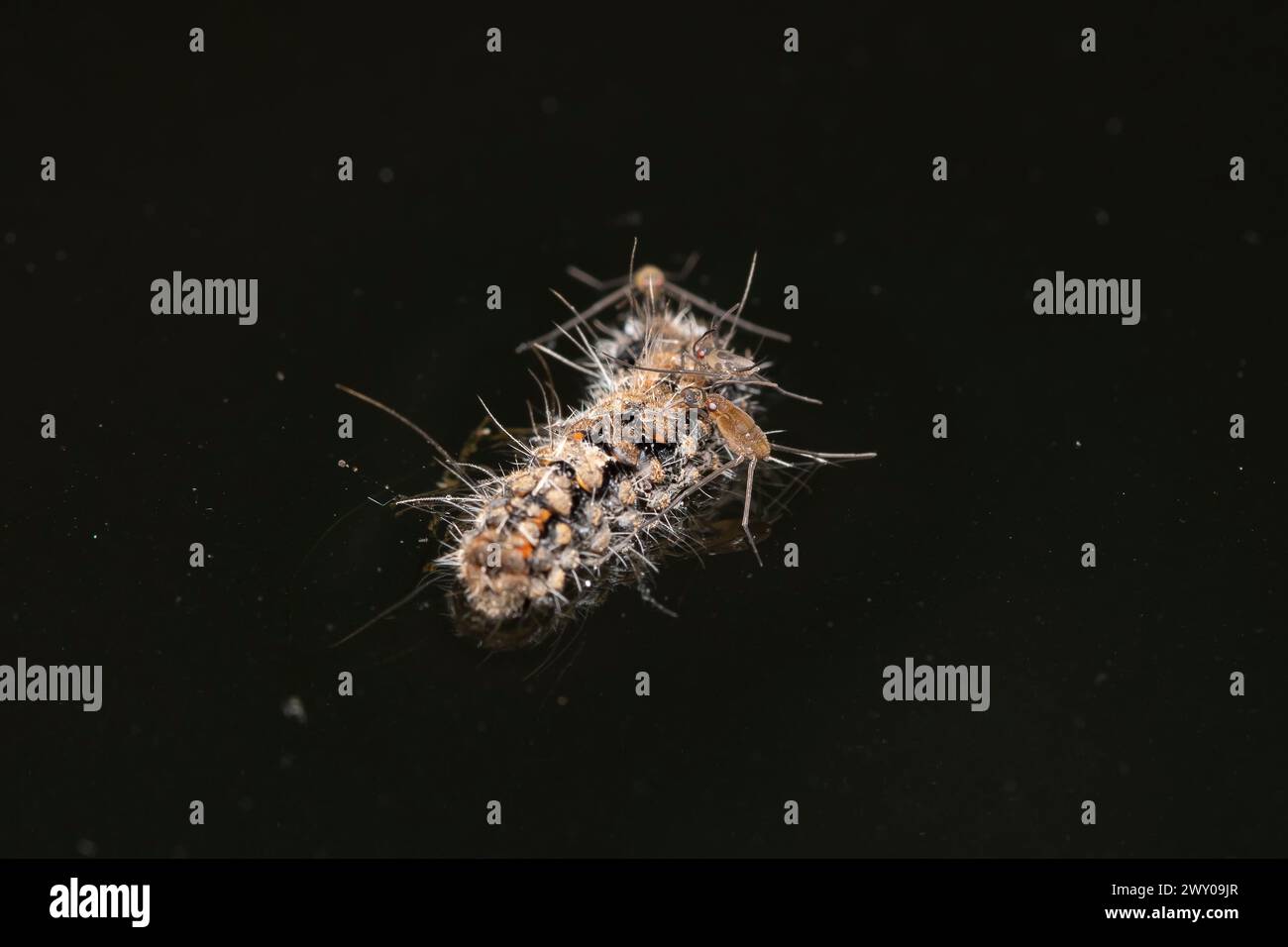A caterpillar floating on water while under attack by a water strider ...