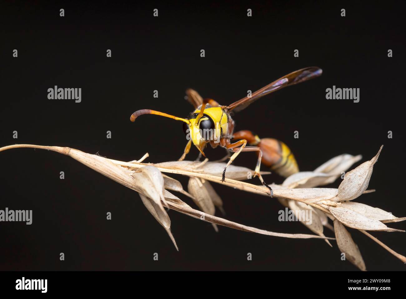 Maharashtra insects hi-res stock photography and images - Alamy