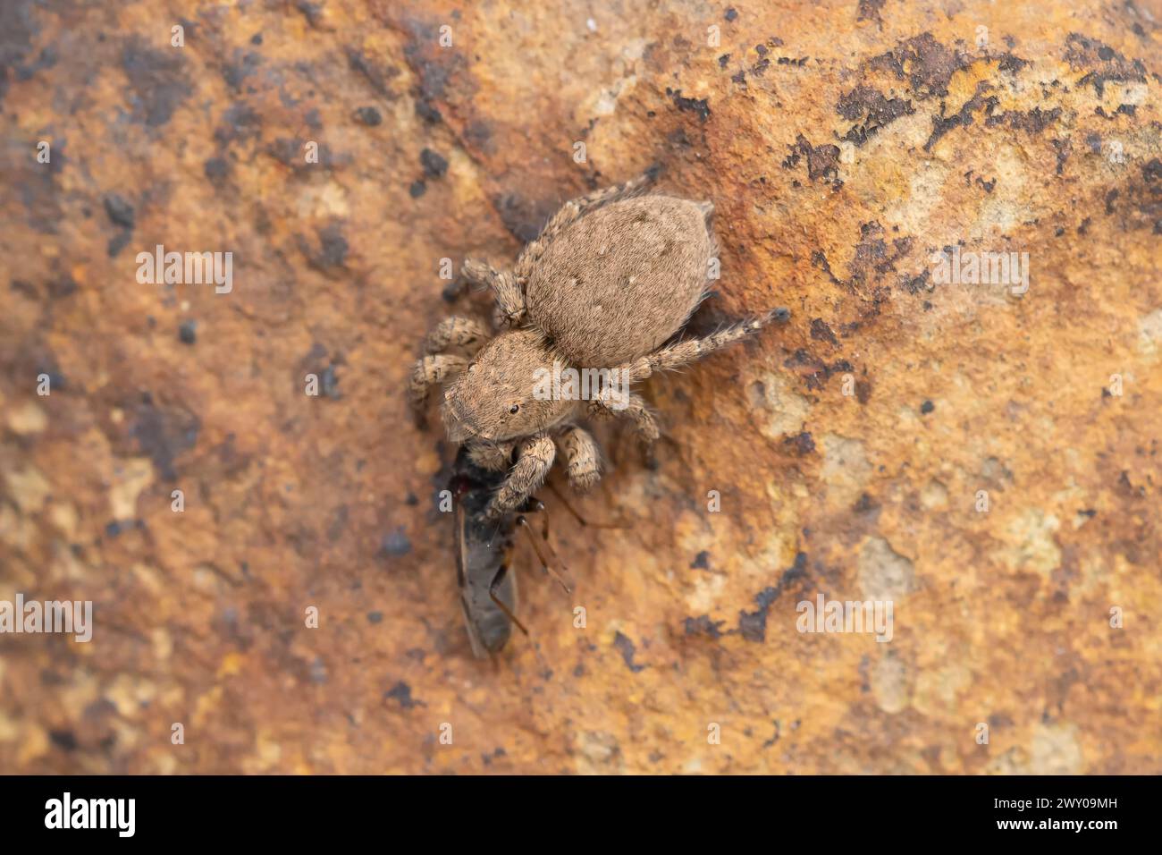 A ground jumping spider, Langona tartarica, clutches its prey on a ...