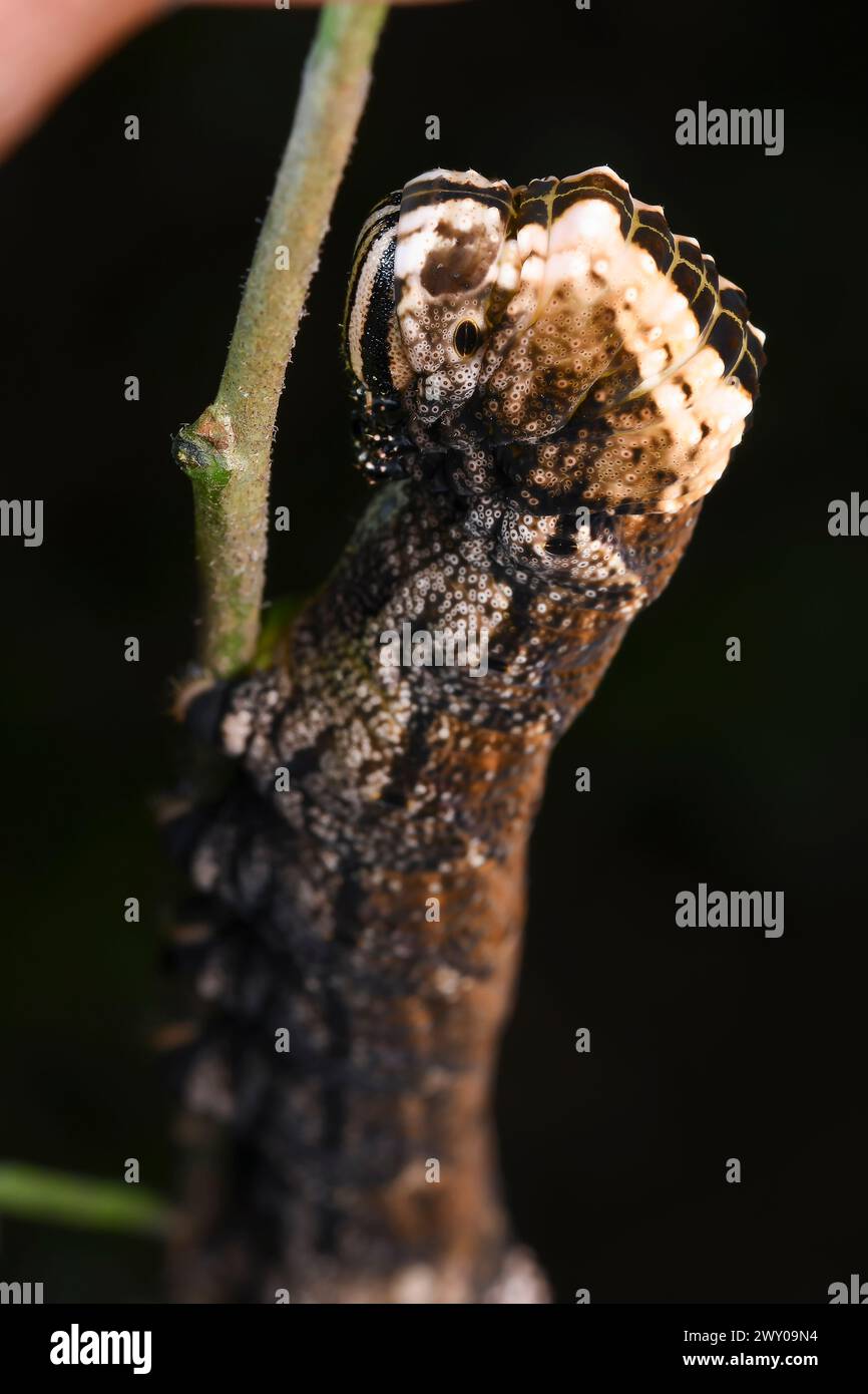 "Intimate portrait of the iconic Death's Head Hawk Moth, Acherontia ...