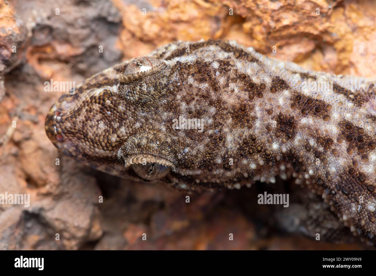 Gecko identification hi-res stock photography and images - Alamy