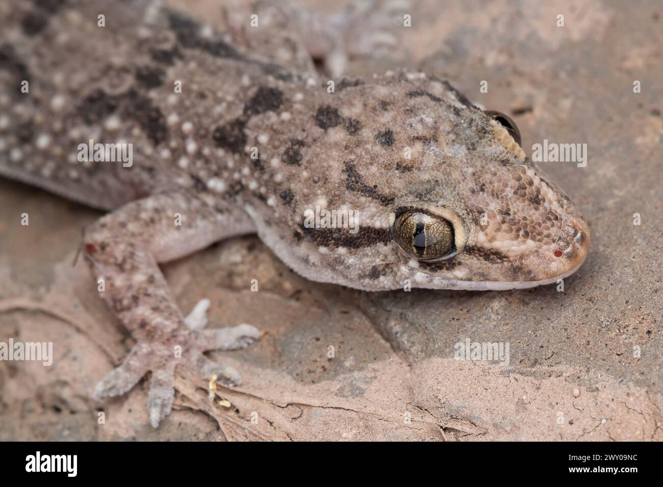 Detailed pattern of scales hi-res stock photography and images - Alamy