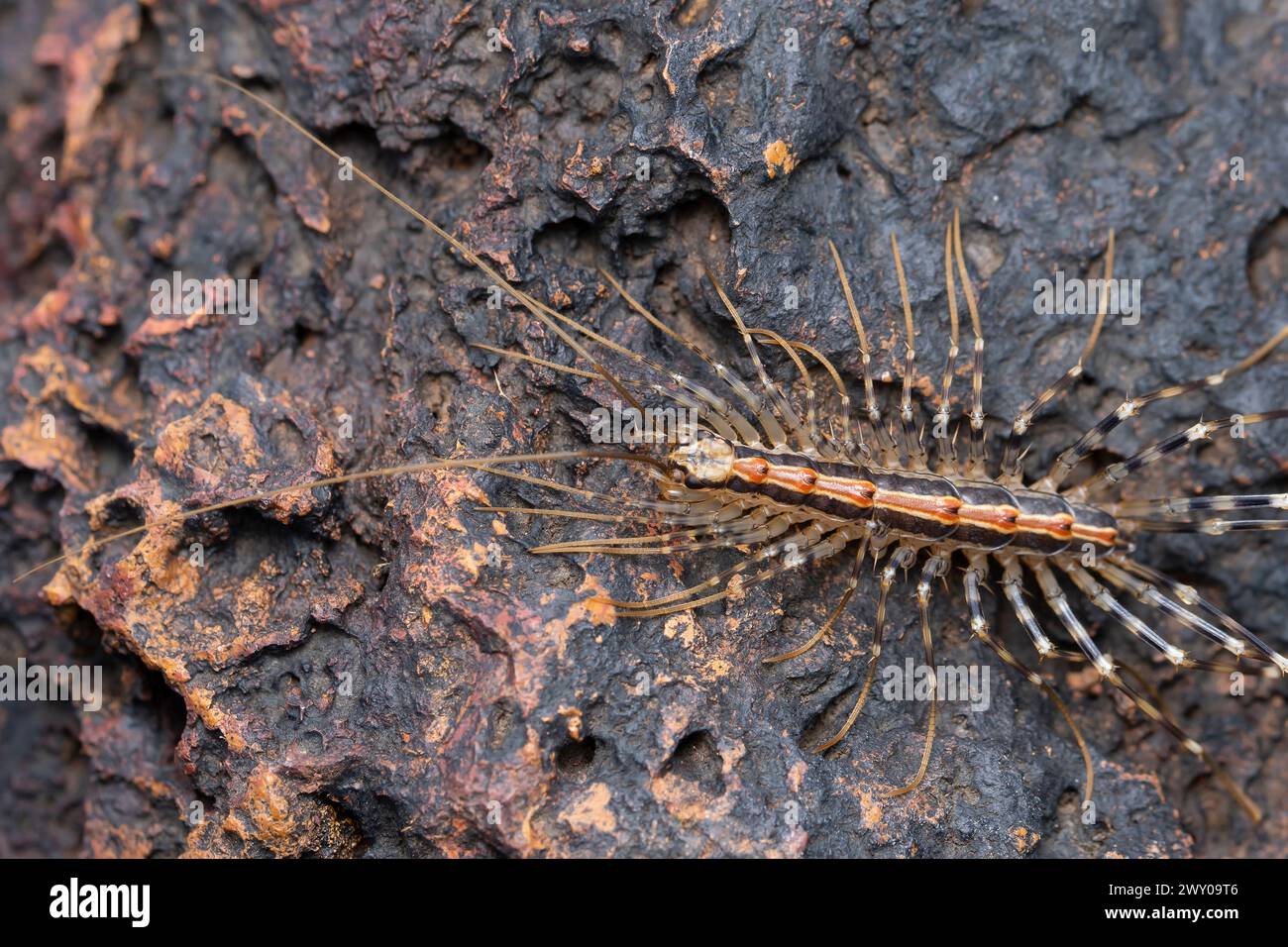 House centipede (Scutigera coleoptrata) crawls on rugged lateritic rock ...