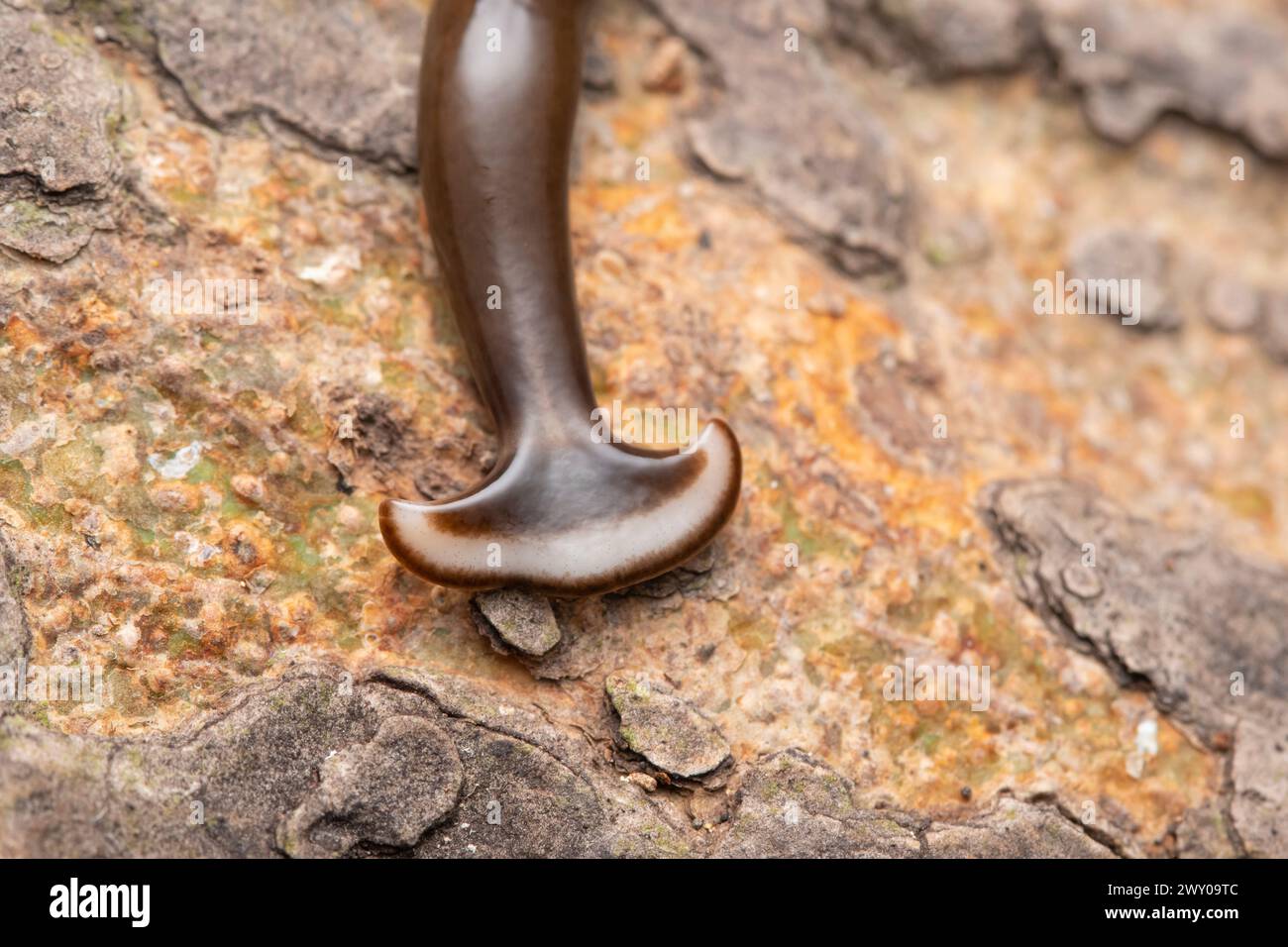 Humbertium species hi-res stock photography and images - Alamy